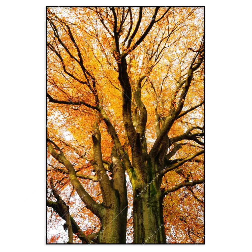 🖼️ XXL-Wandbild - Alte Buche im Hochformat – Picoration® - Big Wall Design