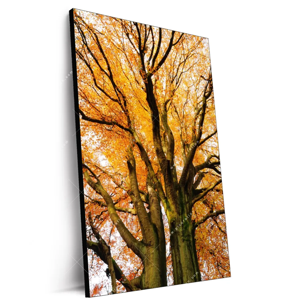 🖼️ XXL-Wandbild - Alte Buche im Hochformat – Picoration® - Big Wall Design