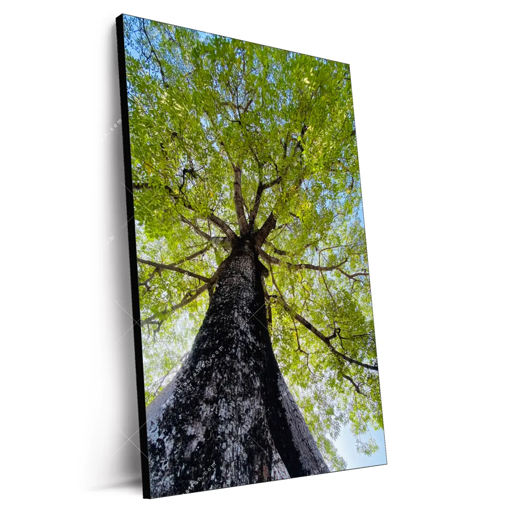 🖼️ XXL-Wandbild - Hoher Baum im Hochformat – Picoration® - Big Wall Design