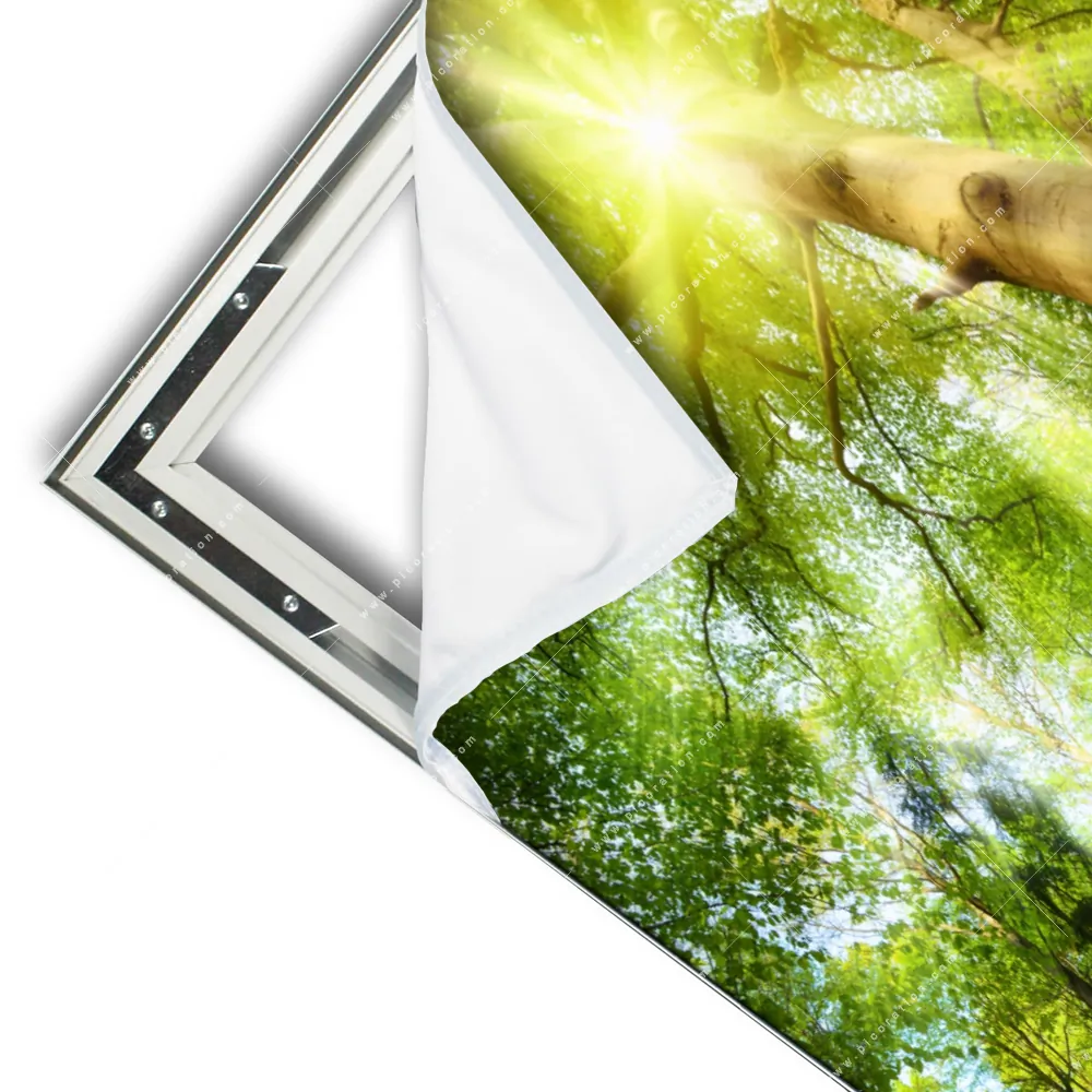🖼️ XXL-Wandbild - Im frischen grünen Wald im Querformat
