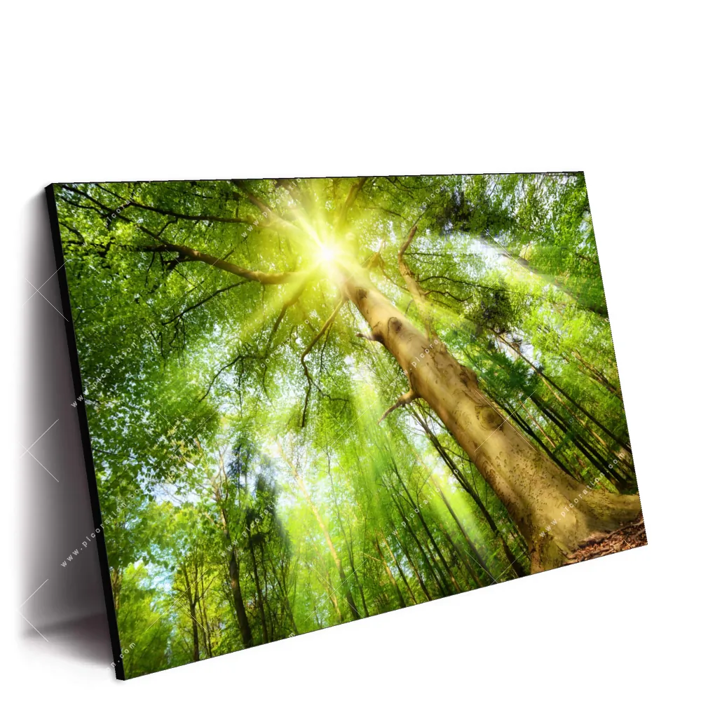 🖼️ XXL-Wandbild - Im frischen grünen Wald im Querformat – Picoration ...