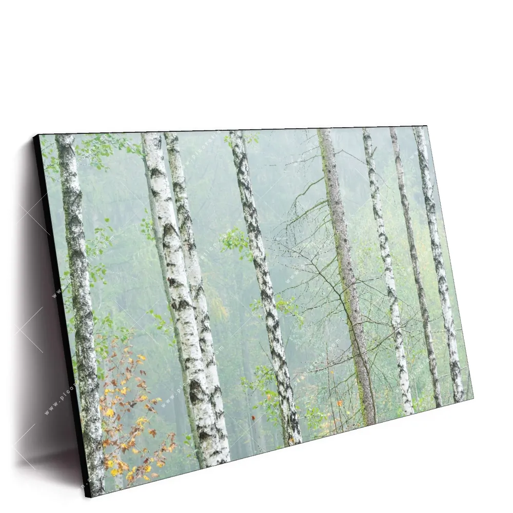🖼️ XXL-Wandbild - Nebliger Birkenwald im Querformat – Picoration® - Big ...