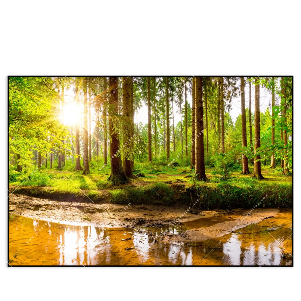 🖼️ XXL-Wandbild - Sonne im grünen Wald im Querformat – Picoration ...