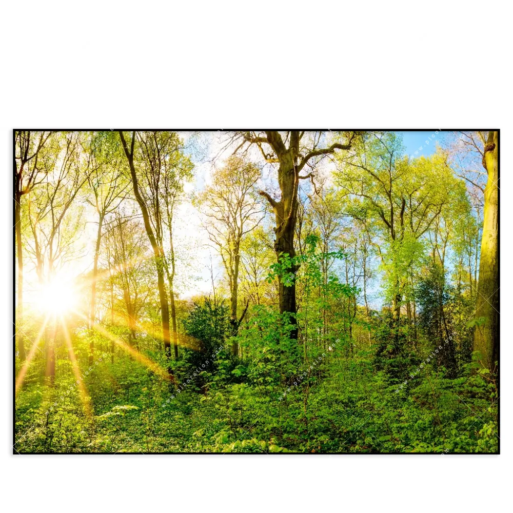 🖼️ XXL-Wandbild - Sonnenlicht im Wald im Querformat – Picoration® - Big ...