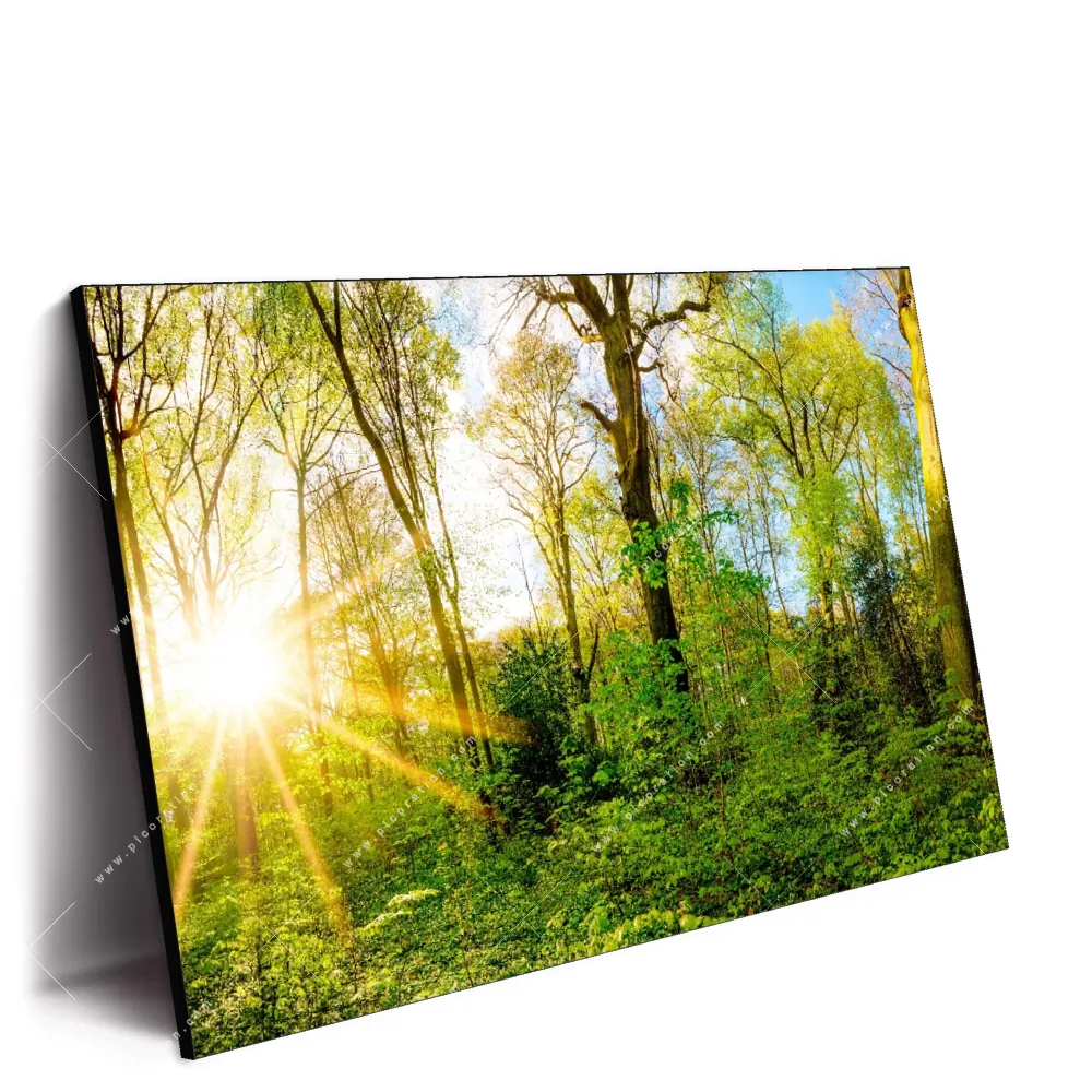 🖼️ XXL-Wandbild - Sonnenlicht im Wald im Querformat – Picoration® - Big ...